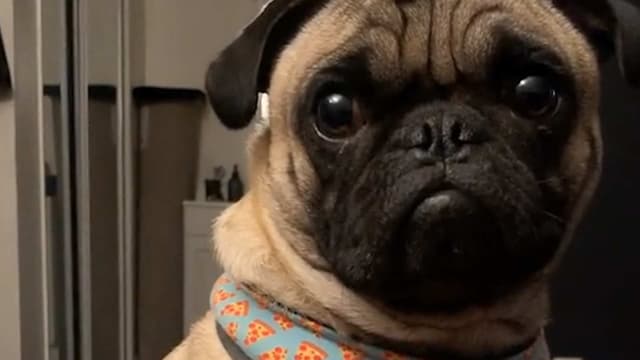 ¿Cómo convertir a tu perro en un tierno personaje de Disney con un ...