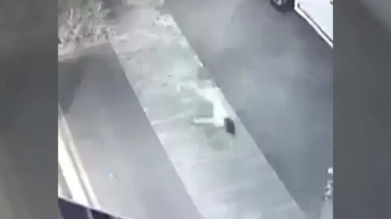 Video: ella es ‘la niña perro’ que aterró a todo Internet | Shows ...