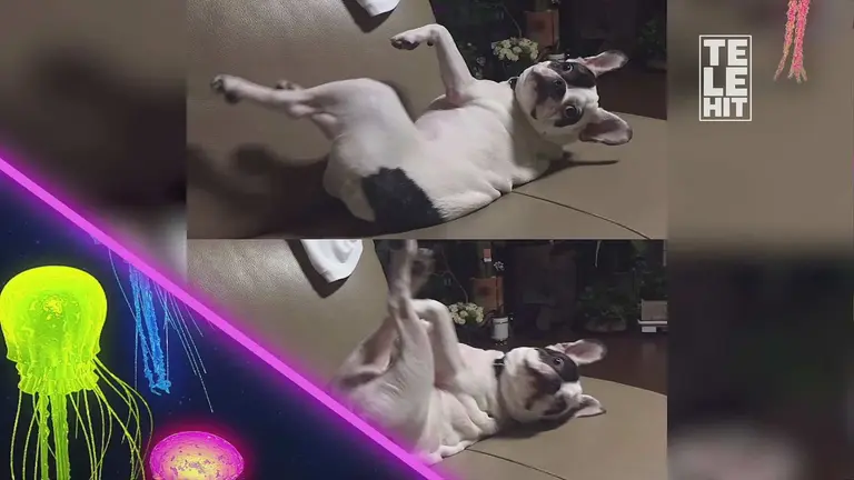 ¿Qué prefieren los Idols, gatos o perros? | Shows Telehit Música | Telehit