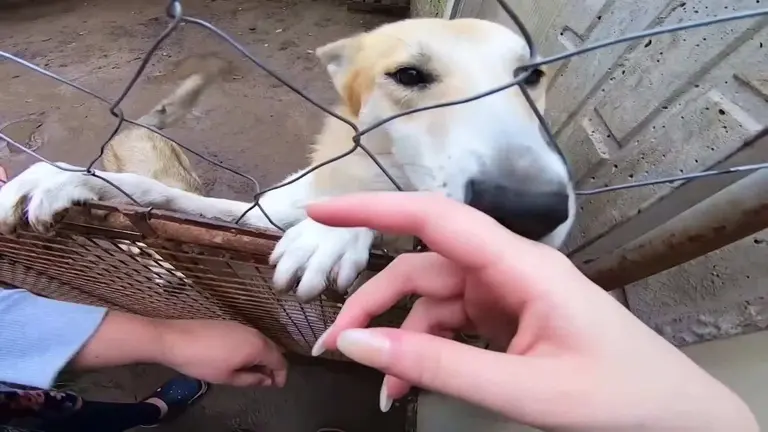 Cura tus males viendo esta invasión de perritos con Brigitte Grey ...