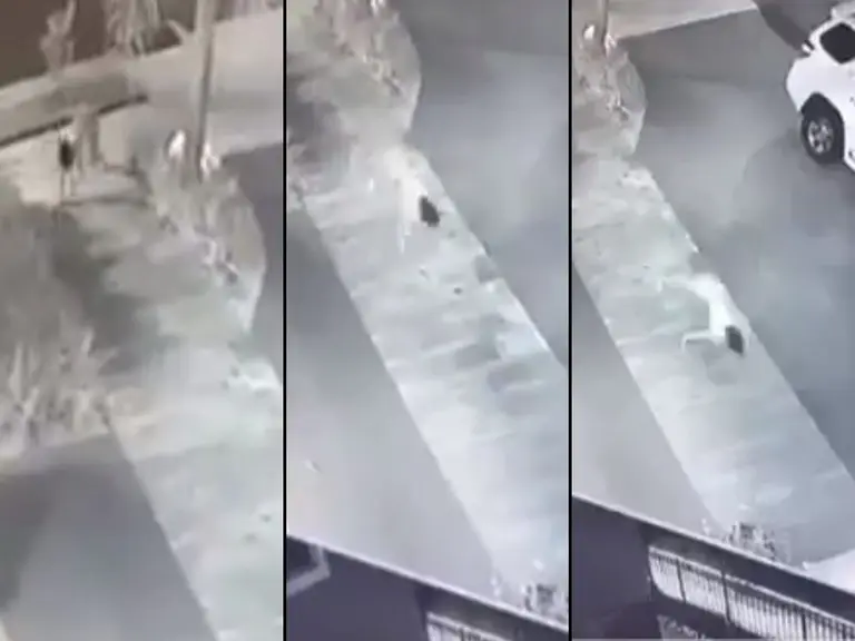 ¿Qué es 'la niña perro' y por qué está asustando a todos? | Shows Viral ...